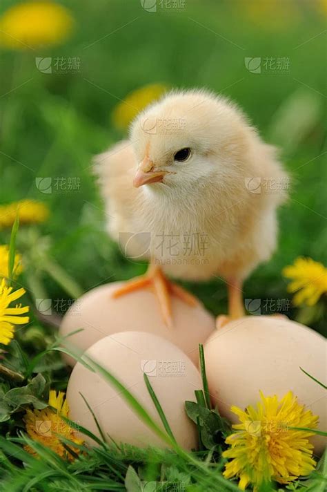 小的鸡素材 花瓣网