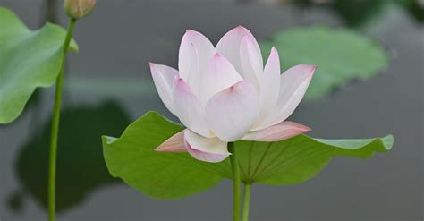 계절 고요한 고요함 꽃 꽃무늬 나뭇잎 넬 버스 누티 페라 님페이아 명상 무성한 물 반사 분홍색 꽃잎 불교