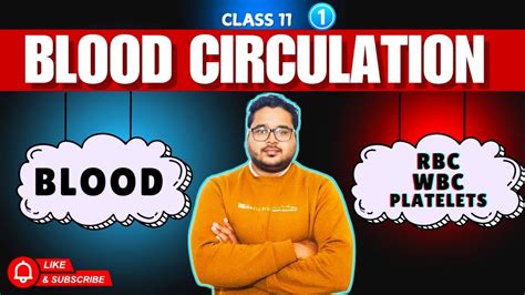 Blood Cells Explained Rbcs Wbcs And Platelets Youtube
