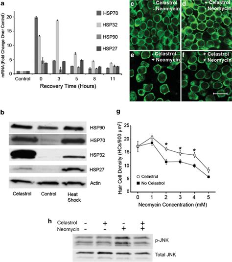 Celastrol Induces Hsps And Inhibits Aminoglycoside Induced Hair Cell Download Scientific