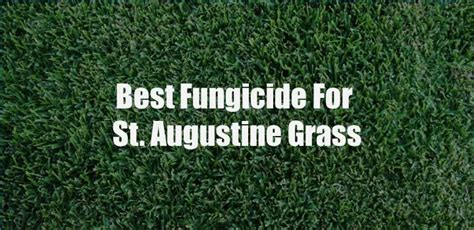 7 Best Fungicide For St Augustine Grass 2023 Reviewsand Guide