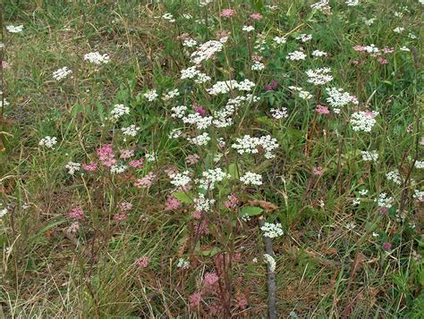 Cumin Iran Galbanum Oil