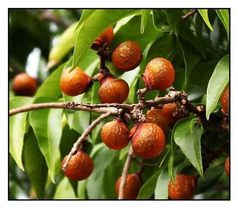 Soapberry Sapindus Saponaria Soldier Soap Alternative Medicine