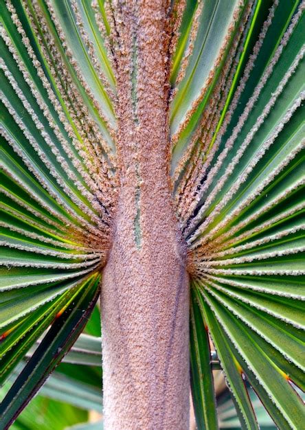 Close Up Of Palm Leaf Premium Photo