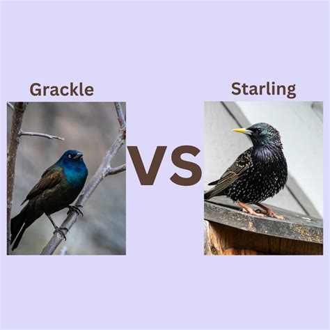 Grackle Vs Starling How Tell The Differences Birds E Pedia