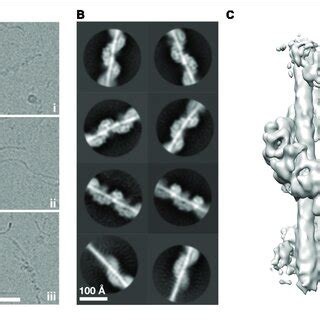 ArlG Forms A Helical Filament A Representative Examples Of