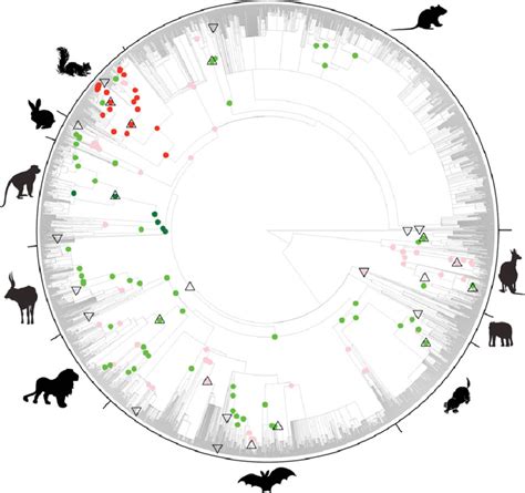 Diversification Rate Shifts Localized On The Supertree Major Clades