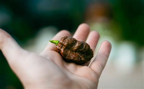 Organic Farming Vs Hydroponics Whats The Difference Growee