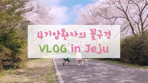 63 4기암환자의 꽃구경 브이로그 In 제주 Youtube