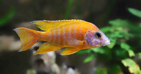 Orange Peacock Cichlid Care Guide