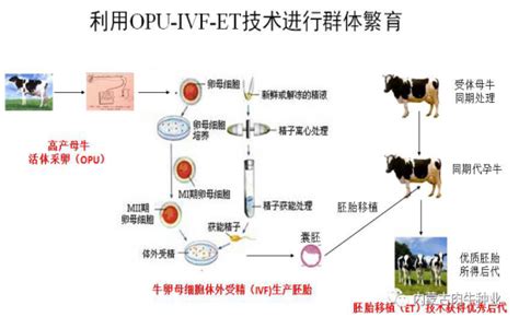 OPU胚胎生产及胚胎移植技术培训 内蒙古科尔沁肉牛种业股份有限公司