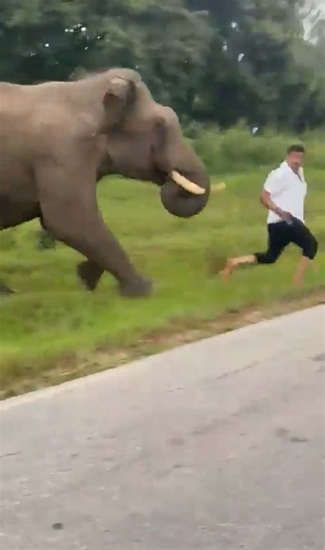 Wild elephant tramples tourist after ignorant selfie attempt