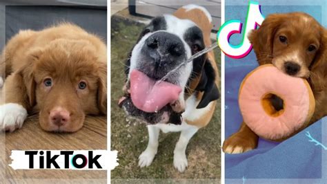 Best Doggos Of Tiktok ~ Funny Dogs And Cute Puppies Pawsome Clips