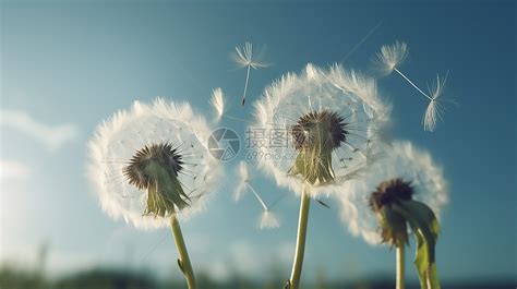 风中的蒲公英插画图片下载 正版图片402465245 摄图网
