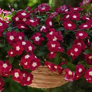 Катарантус розовый ампельный (Vinca rosea) Mediterranean Xp Burgundy ...