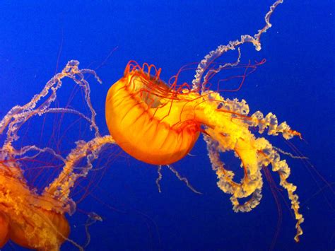 Fotos Gratis Mar Agua Naturaleza Oceano Animal Oscuro Buceo