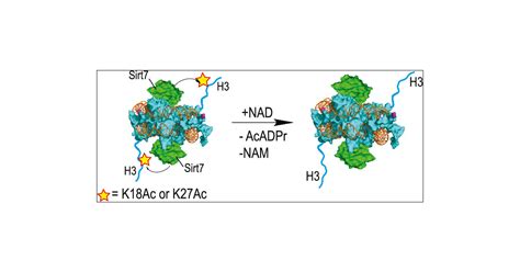 Potent Activation Of NAD Dependent Deacetylase Sirt7 By Nucleosome