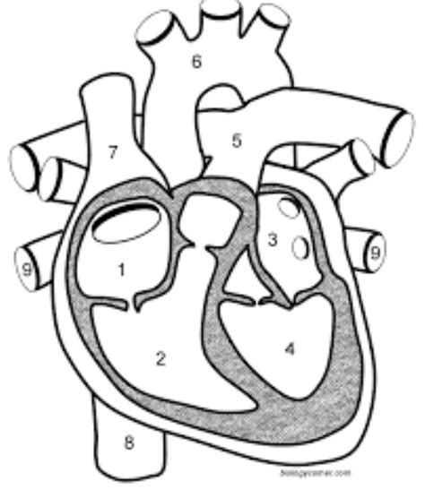 Chambers Of The Heart Coloring Pages