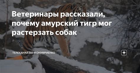 Ветеринары рассказали почему амурский тигр мог растерзать собак