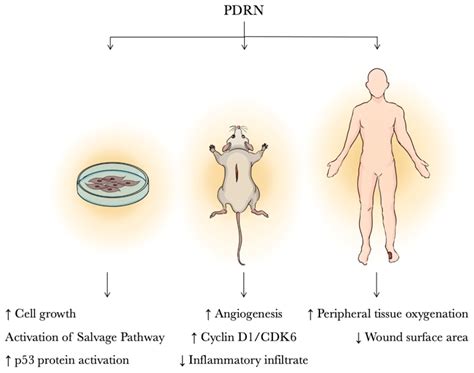 Polydeoxyribonucleotide A Promising Biological Platform To Accelerate