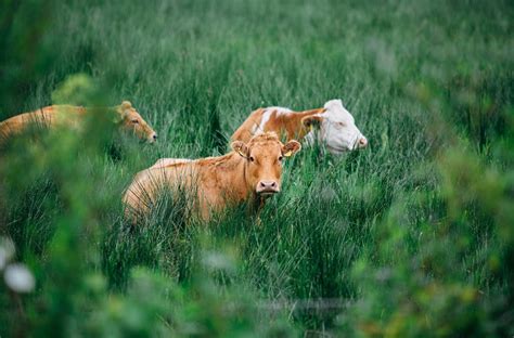 What Is Carbon Farming Carbon Sequestration Wikifarmer
