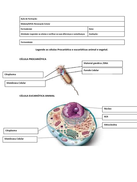 Comparação Entre Células Procarióticas E Eucarióticas Pdf Célula Biologia Procarionte