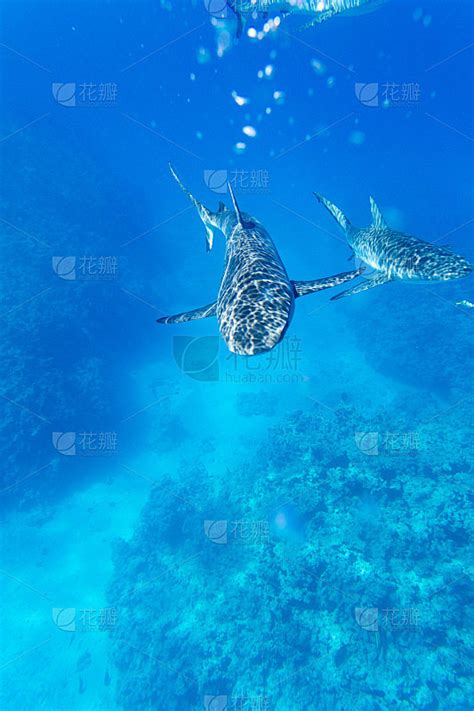 在海里游泳时看到鲨鱼