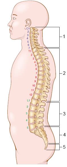 Chapter 2 Practice Diagram Quizlet