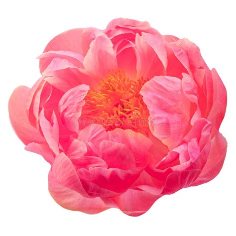 Pink Peony Flower Isolated On White Background Beautiful Coral Color