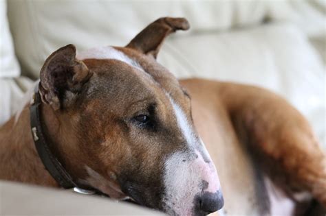 20000 Free English Bull Terrier And Bull Terrier Photos Pixabay