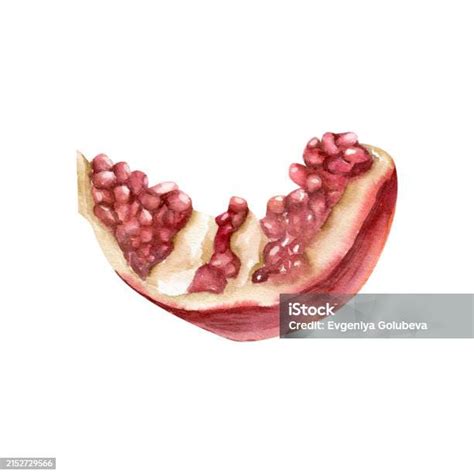 석류 조각 와 씨앗 수채화 그림 신선한 이국적인 과일 제품 포장 주스 장식 여름 Coctail에 대 한 건강한 슈퍼 푸드 손으로 그린 그림 건강한 생활방식에 대한 스톡 벡터