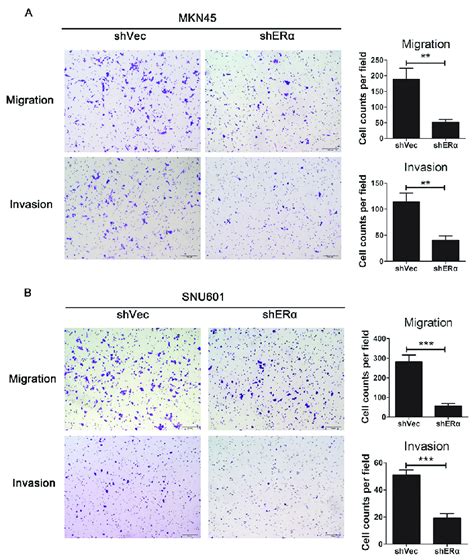 Downregulation Of Erα Suppressed The Migration And Invasion Of Gc Cells
