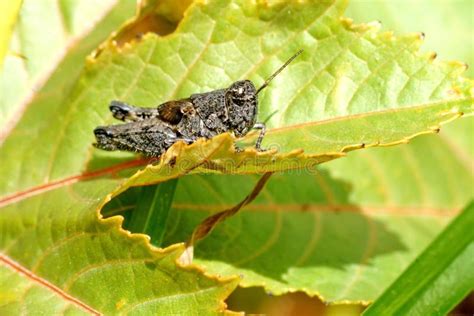 Black Grasshopper On A Leaf Stock Image Image Of Imbabura Insect