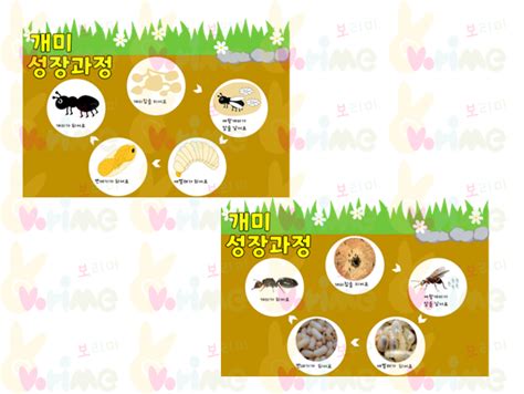 [보리미] 개미 성장과정 개미 관찰일기 개미 관찰하기 개미 오각책 만들기 개미 성장과정 오각책 자연관찰