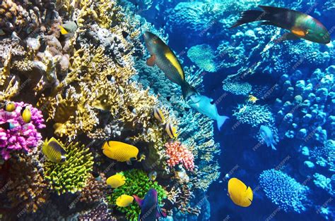 紅海エジプトアフリカのサンゴと魚 プレミアム写真