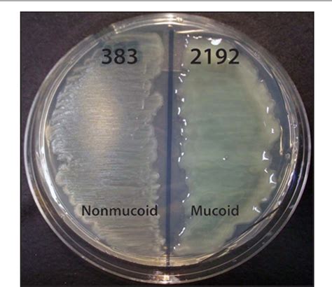 Mucoid