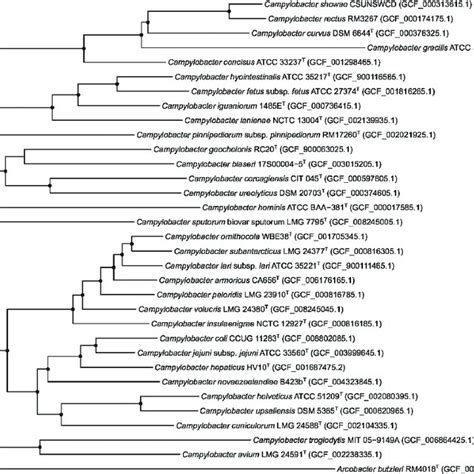 maximum likelihood tree based on the core genome the dots on the nodes