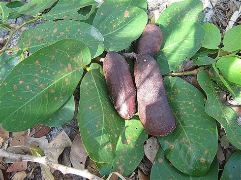 Comprar Sementes De Jatobá Hymenaea Courbaril Semente Rara Venda