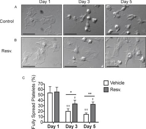Resveratrol Preserves The Function Of Human Platelets Stored For Transfusion Pmc