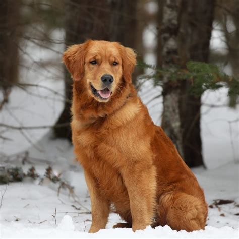King Henry I Of Windy Knoll Goldens Windy Knoll Golden Retrievers