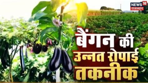 Annadata कैसे करें बैंगन की उन्नत खेती Brinjal Farming Agriculture