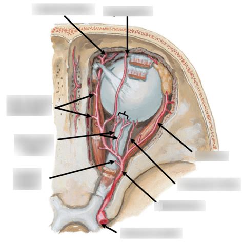 The Orbit Block 3 Diagram Quizlet