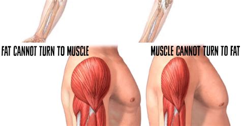Fit Happens Active Vs Inactive Muscles