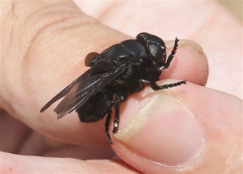Cuterebra