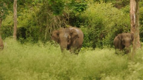 Elephats Charging Us Tholpetty Wayanad Youtube