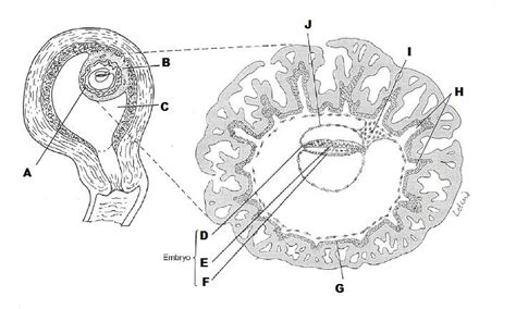 Print Exercise 44 Survey Of Embryonic Development Flashcards Easy Notecards