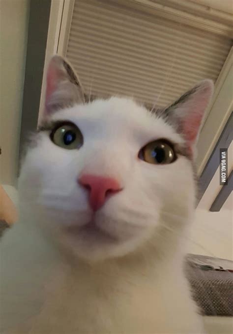 Ugly Cat Selfie 9GAG