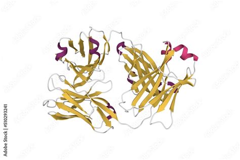 Structure Of The Fab Region Of Cetuximab An Anticancer Drug 3d Cartoon Model Secondary