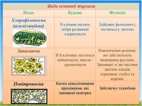Будова і функції тканин рослинного організму презентация онлайн