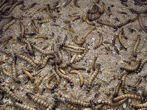 Premium Photo A Group Of Termites Are On The Ground